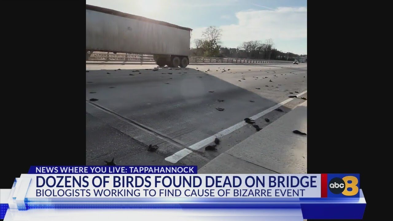 Virginia DWR says mass Tappahannock bird deaths are still a mystery