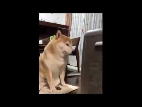 Steam Community :: Video :: csgo doge