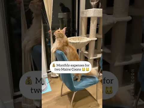 Monthly expenses πΈ for two Maine Coons π±π± #mainecoon #catfacts