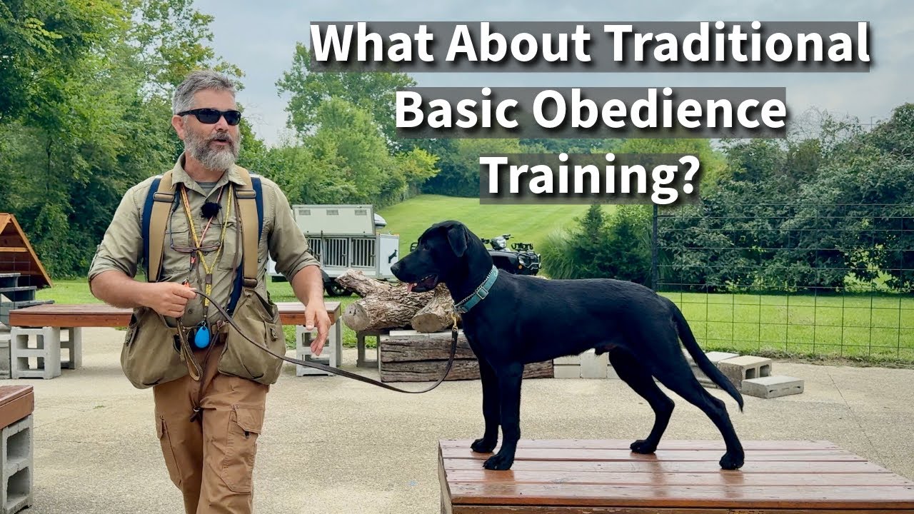 Traditional Basic Obedience Training | Labrador Retriever Session Excerpt