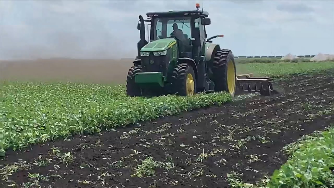 Why Coronavirus Is Forcing Farmers to Destroy Their Crops