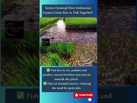 Genius Farming! 🇮🇩 How Indonesian Farmers Grow Rice & Fish Together! 🌾🐟#farming #trending #paddy