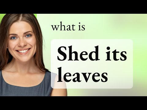 Understanding "Shed Its Leaves": A Guide to English Phrases