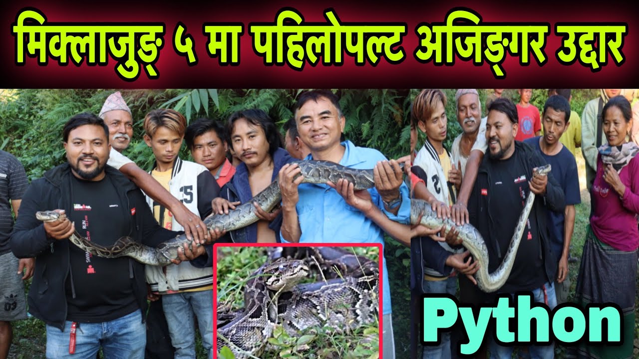 मिक्लाजुङ् ५ मा पहिलोपल्ट अजिङ्गर उद्दार गरियो, स्थानिहरुको यति धेरै माया र साथ Miklajung 5