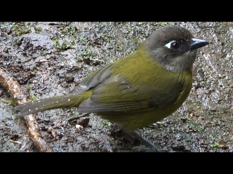 Common-Bush Tanager, Birds of Costa Rica