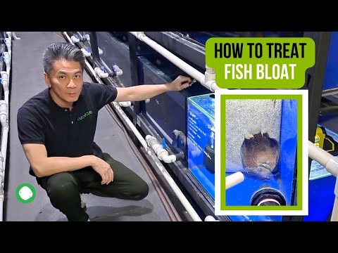 Oh no! Fish Dropsy & Fish Bloat, How to Treat - OZ Discus