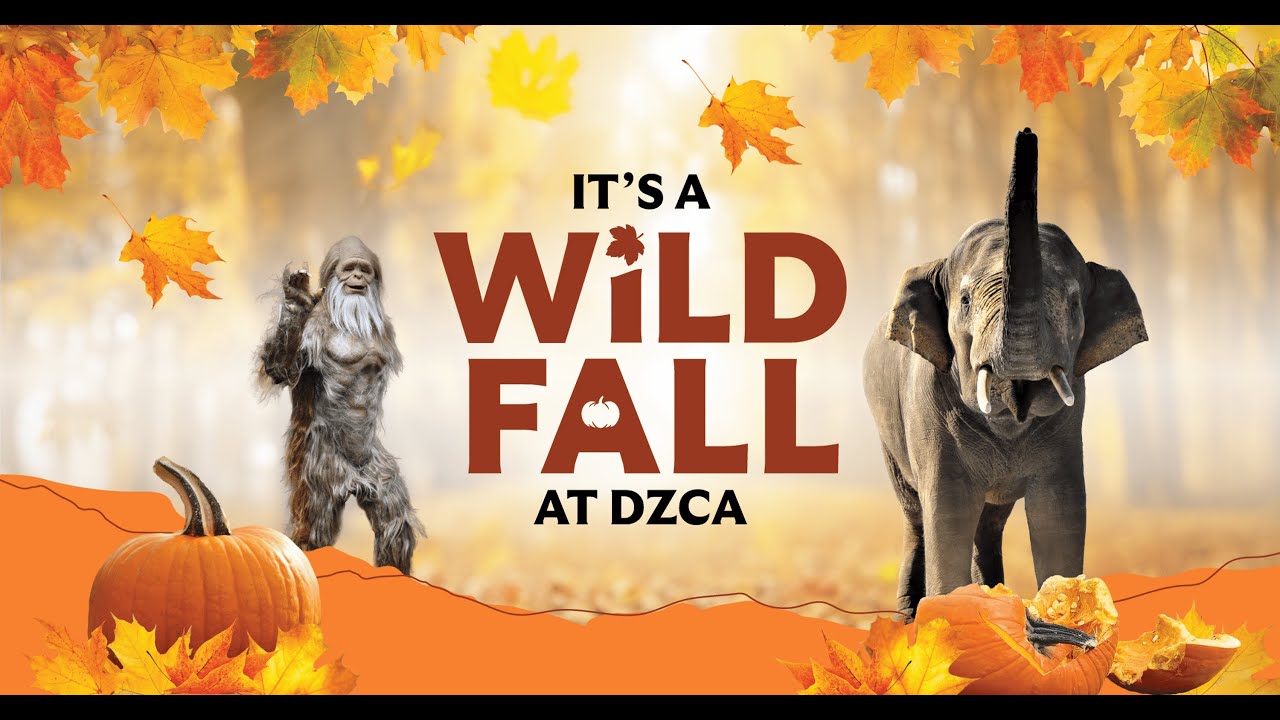 It's a Wild Fall at DZCA!
