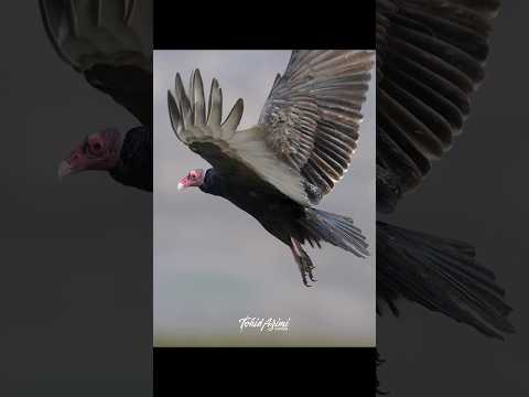 Turkey Vulture in flight at 12.50% of actual speed. #vulture #turkeyvulture #birdsofyoutube #birds