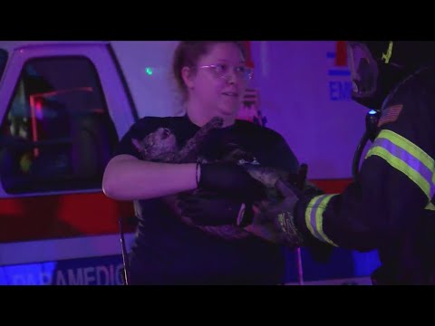 1 cat dead, others rescued in Davenport fire