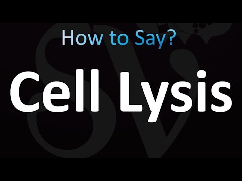 How to Pronounce Cell Lysis (correctly!)