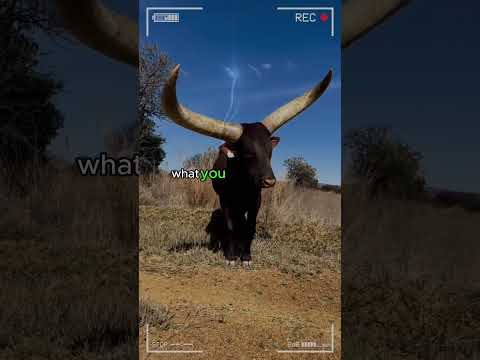 ⭕ANKOLE WATUSI CATTLE ✅ Biggest Bulls And Cow #cows #bulls #ankole