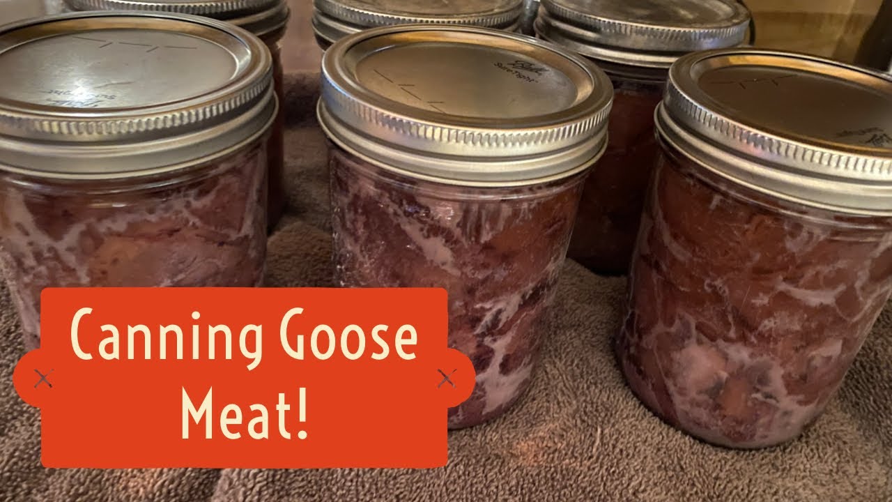 Canning Goose Meat!