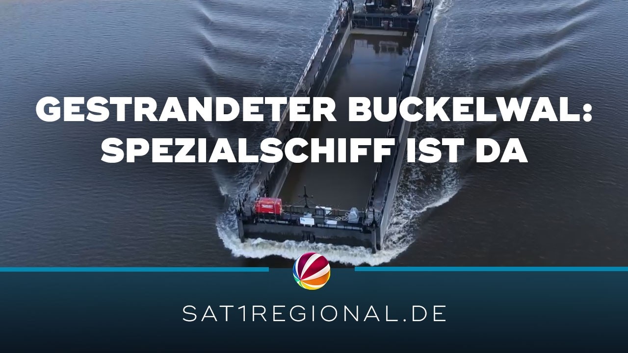 Stranded humpback whale: Special ship for transport arrives in Wismar