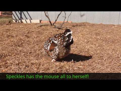 Mice in chicken coop | Page 10 | BackYard Chickens - Learn How to Raise ...