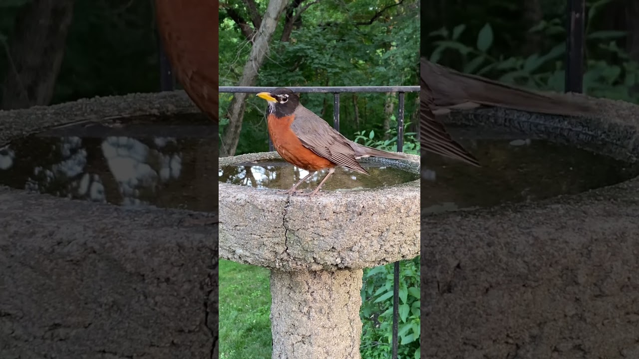 Robin at the Bird Bath