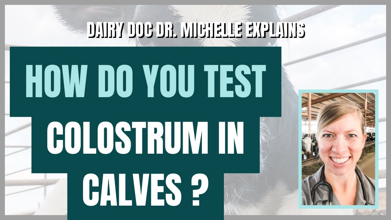 How do you test colostrum in calves?