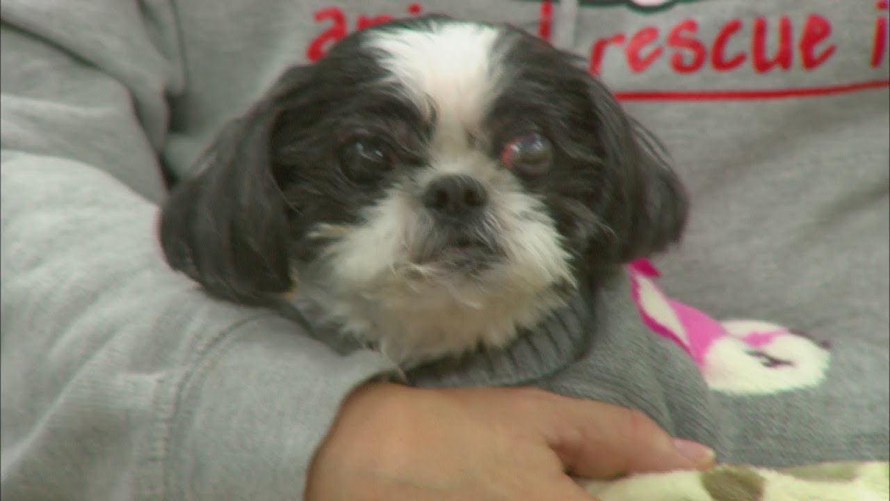 Saving Paws Animal Rescue