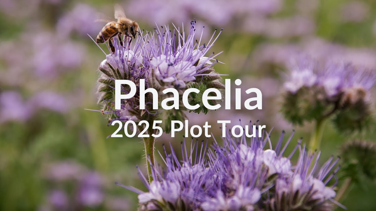 Phacelia - Cover Crop Test Plot Tour 2025