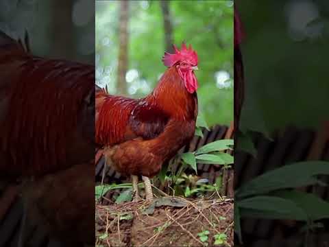 CUTE LITTLE ANIMALS, Animal Sounds, Funny farm animals