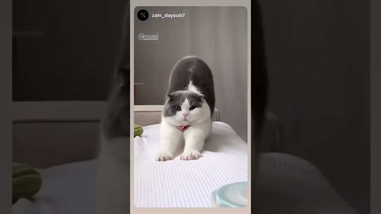 scottish fold cat meowing and funny moments #scottishfold #kitten #scottishfoldbaby