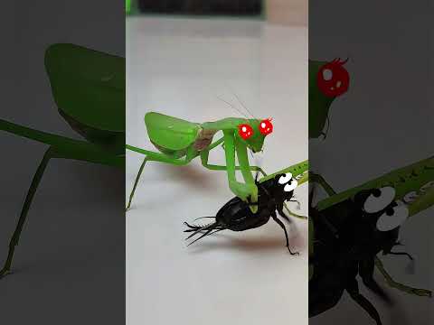 What happens if the mantis meets a beautiful cricket? #mantis #insects #funny #meme