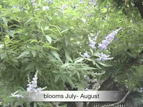 Vitex agnus-castus Chaste tree
