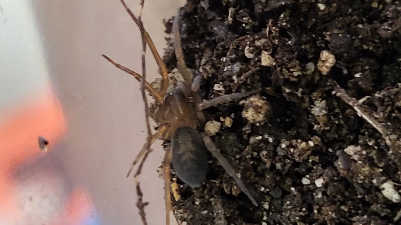 care guide for pocket sized tarantulas! (Metaltella simoni hacklemesh weaver)