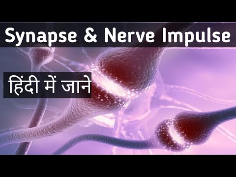 Neuron Nerve Impulse & Synapse | Synaptic transmission kya hai in hindi