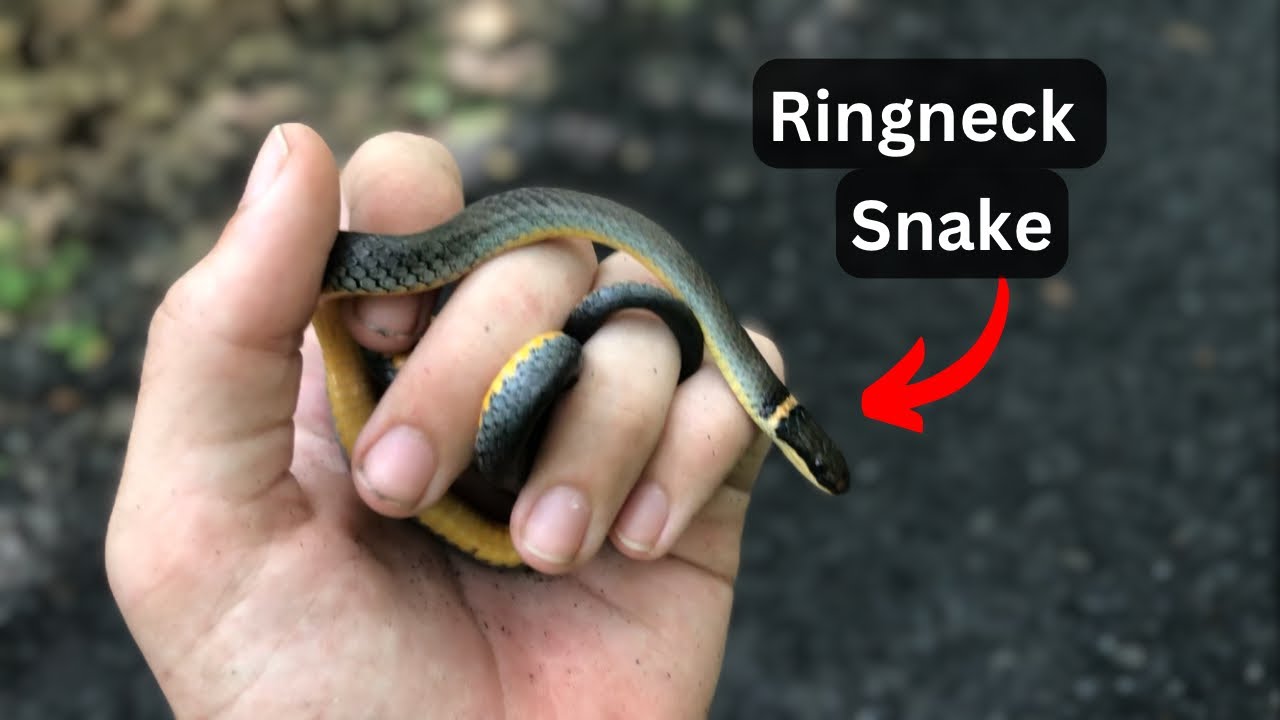 Catching a Ring-Neck Snake!