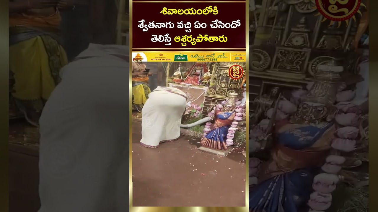 శివాలయంలోకి శ్వేతనాగు వచ్చి ఏం చేసిందో తెలిస్తే ఆశ్చర్యపోతారు..? Shivayya Temple | Swetha Nagu