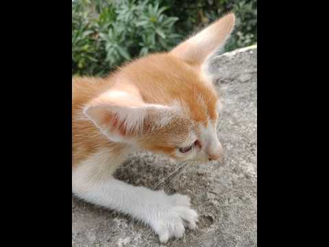 cut cat imagesππ
