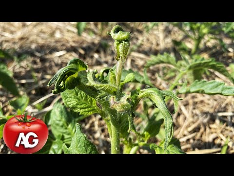 Do the leaves of tomatoes curl? It's very easy to fix everything