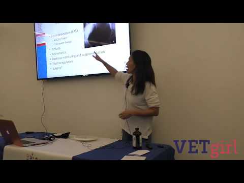 Veterinary treatment of alcohol poisoning in dogs and cats