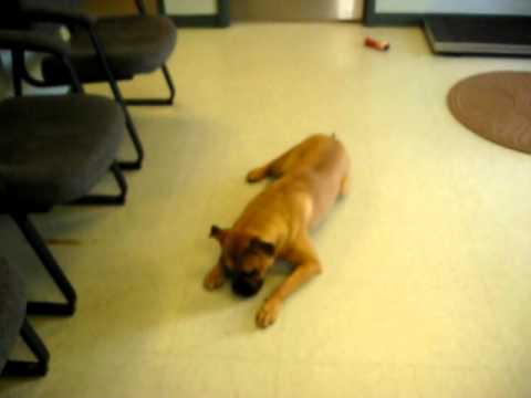 Meet Mya a Boxer currently available for adoption at Petango.com! 9/20/2011 5:00:54 PM