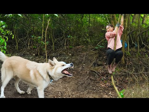 Harvesting Millions of Wild Frogs Go Market to Sell - Girl In Danger When Confronting Giant ANACONDA