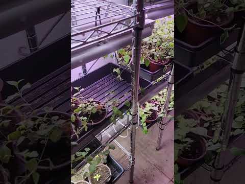 greenhouse with horseherb