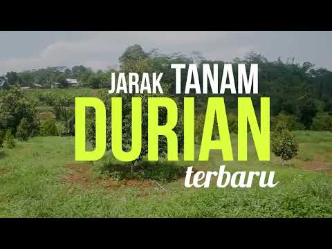 UPDATE 2022! JARAK TANAM DURIAN TERBARU YANG IDEAL ATAU MINIMAL @aguswidodo9987