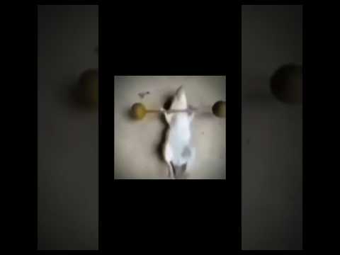 gym rat #shorts #shortsvideo #memes #funny #viral