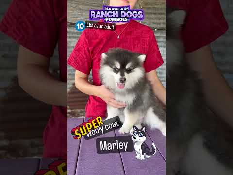 Marley the micro pomsky will be around 10lbs as an adult! So cute! #pomskies #pomskypuppy #minihusky