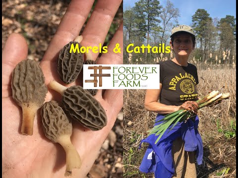 3F: Day 89 - Foraging for Morels and Cattail Shoots