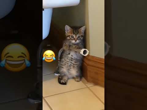 🐱 Funny cat videos | cute cats | Try not to laugh | Cat videos Compilation #shorts 🐈 #4kviral #cute