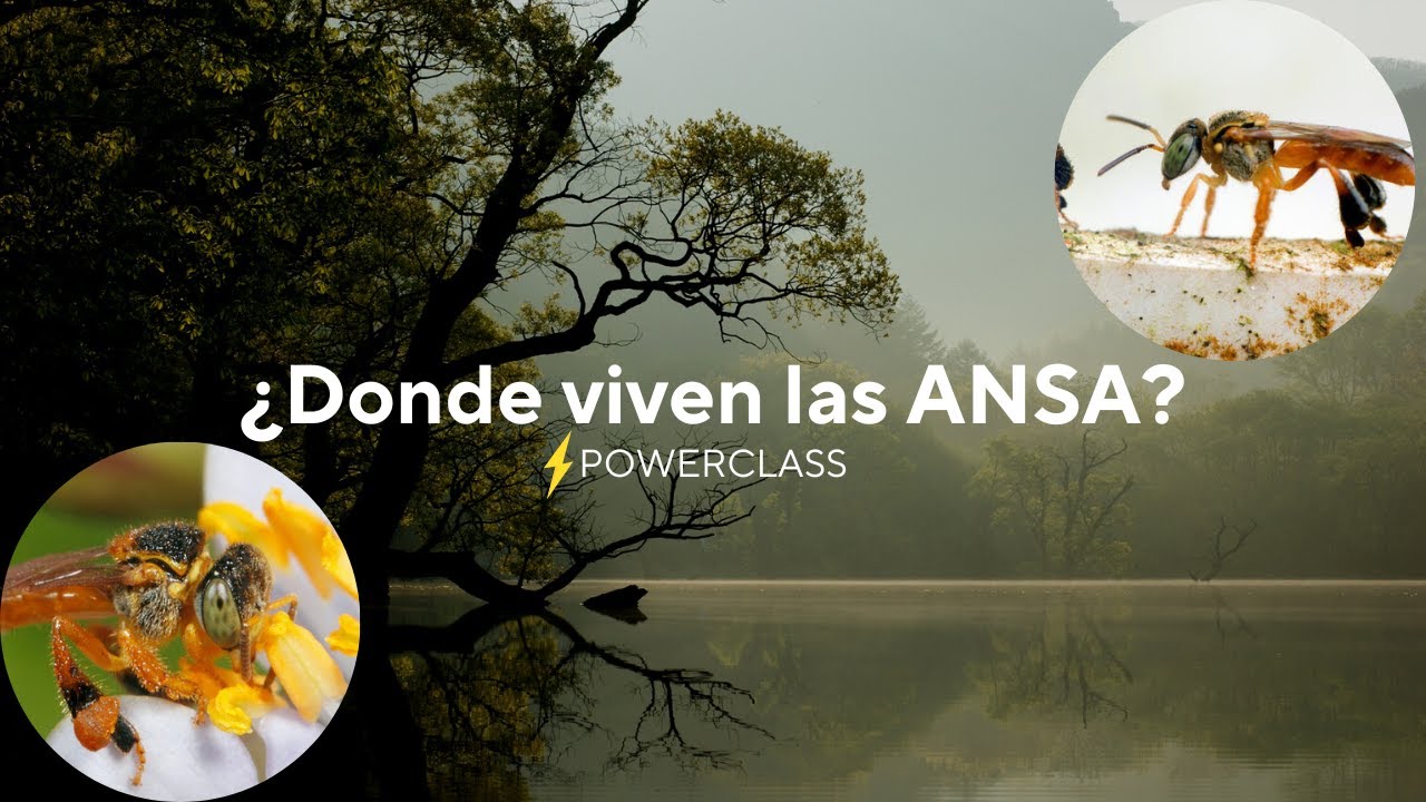 Cavidades que ocupan las Abejas Nativas sin Aguijón ⚡ POWERCLASS Nº1