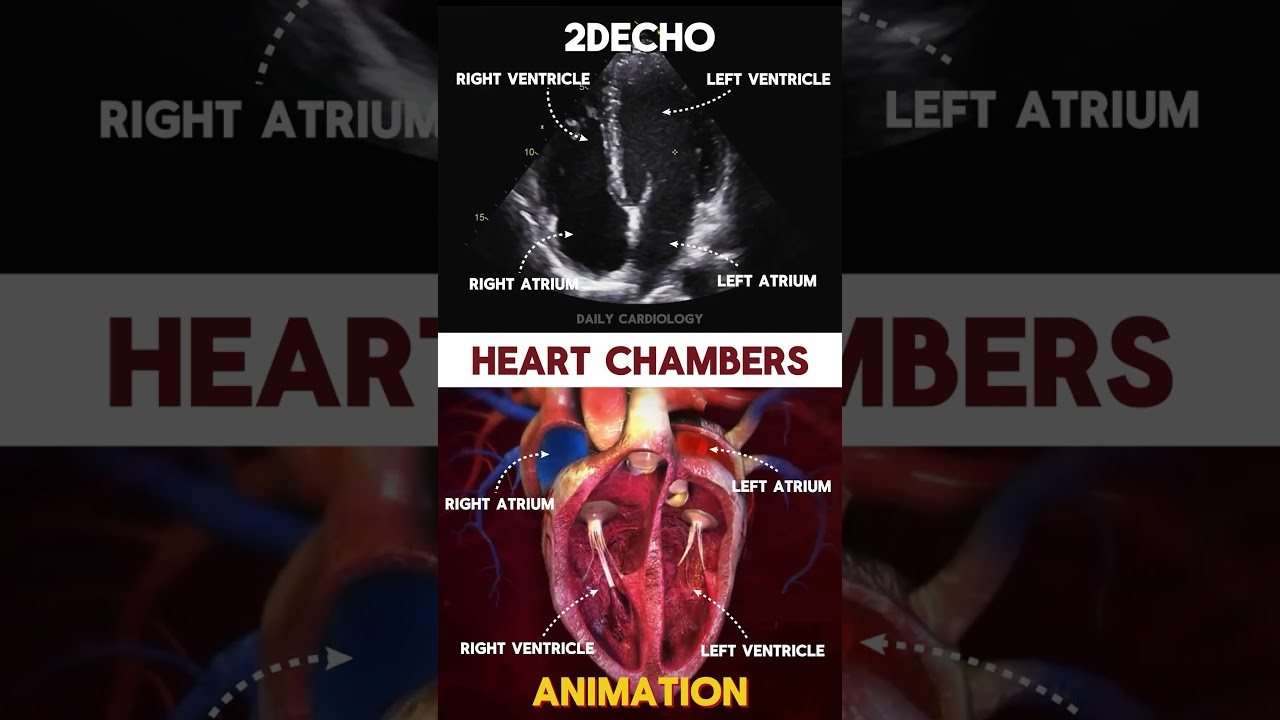 Heart Chambers (2DEcho vs Animation) #shorts #cardiology #echocardiography