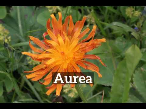 How Does Aurea Look? | What is Aurea? | How to Say Aurea in English?
