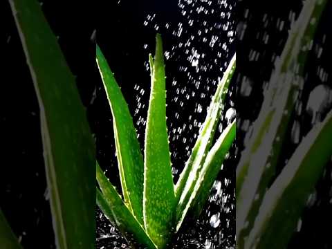 ALOEVERA GELLY || THE ALOEVERA #foreverlivingproducts #flp #aloeveragelly #flpindia