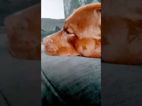 my dog is giving me side eye