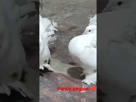 FOR sale fancy pegions