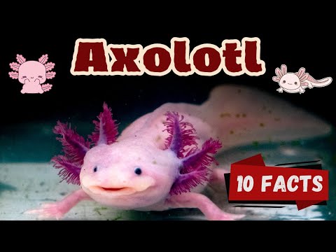 10 Amazing Axolotl Facts for Kids | Fun and Fascinating Facts About Axolotls! #axolotl #axolotllove