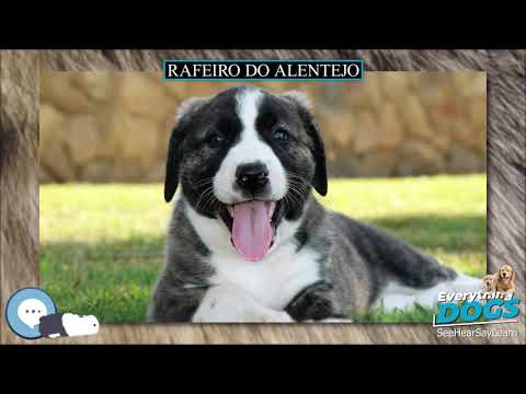 Rafeiro do Alentejo 🐶🐾 Everything Dog Breeds 🐾🐶
