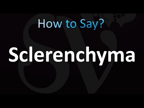 How to Pronounce Sclerenchyma (Correctly!)